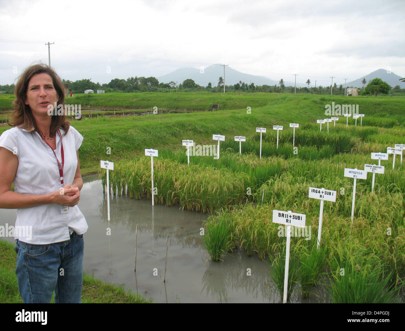 Molecular biologist Sigrid Heuer stands in front of a rice field of ...