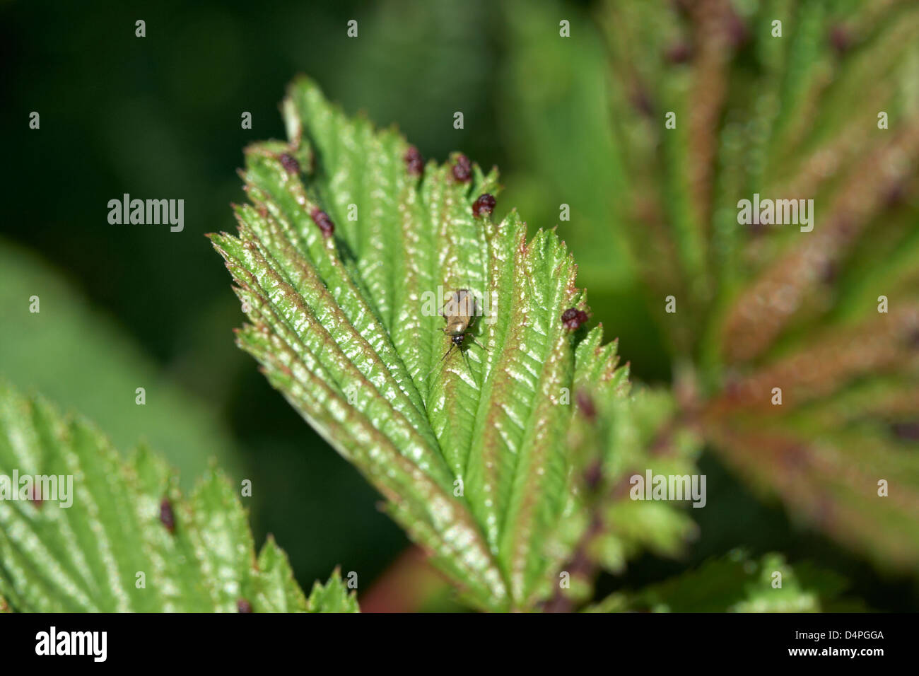 INSECTS UK GARDEN Stock Photo - Alamy