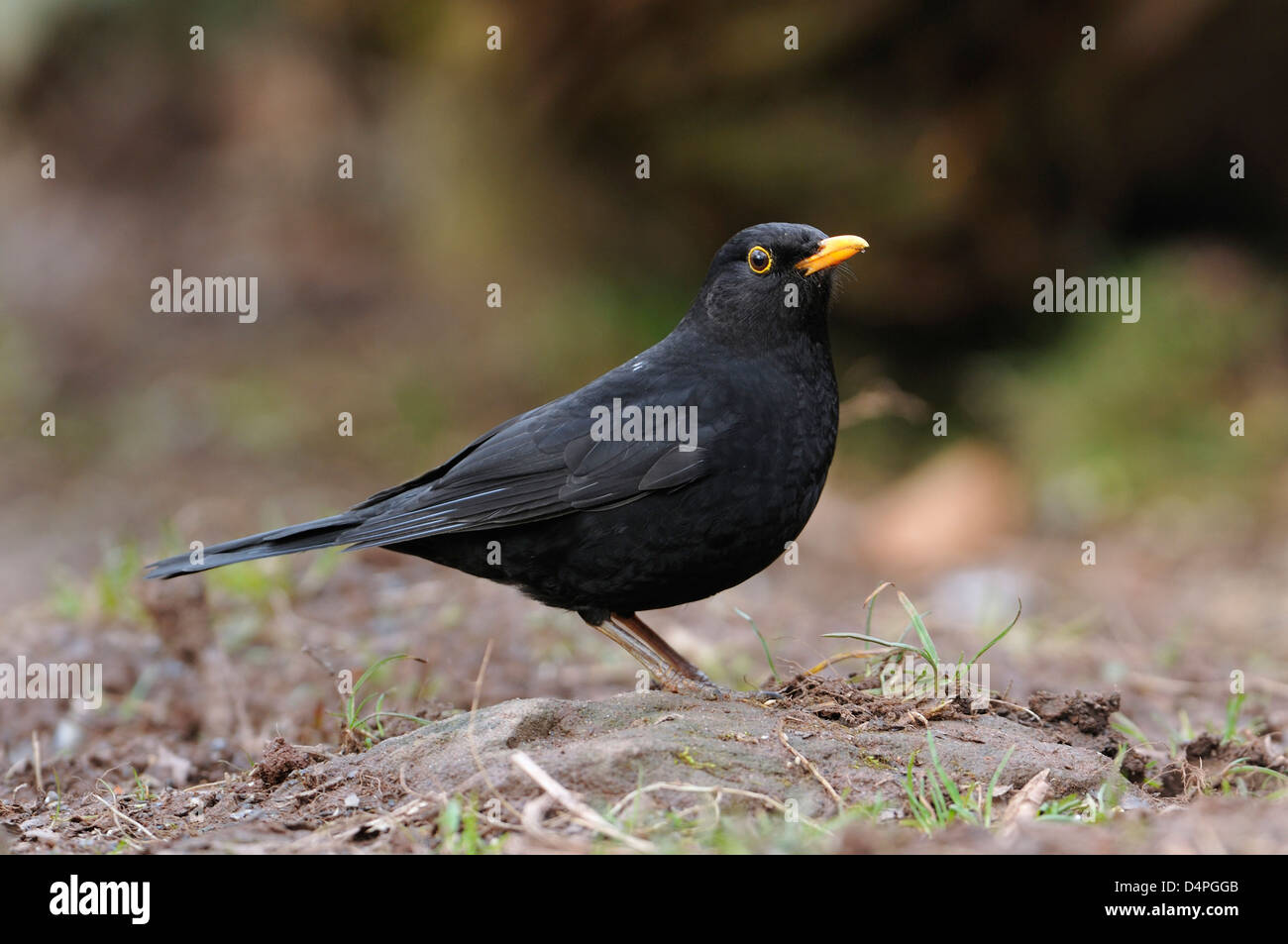 Male Blackbird - Turdus merula Stock Photo - Alamy