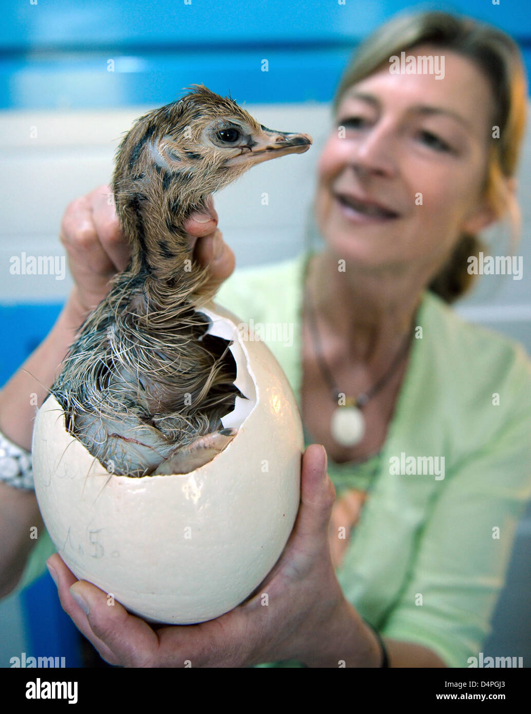 Uschi Braun, director of the Mhou ostrich farm, holds a hatching ...