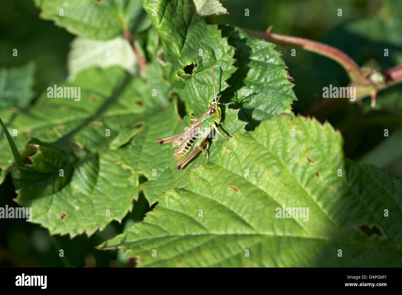 INSECTS UK GARDEN Stock Photo - Alamy