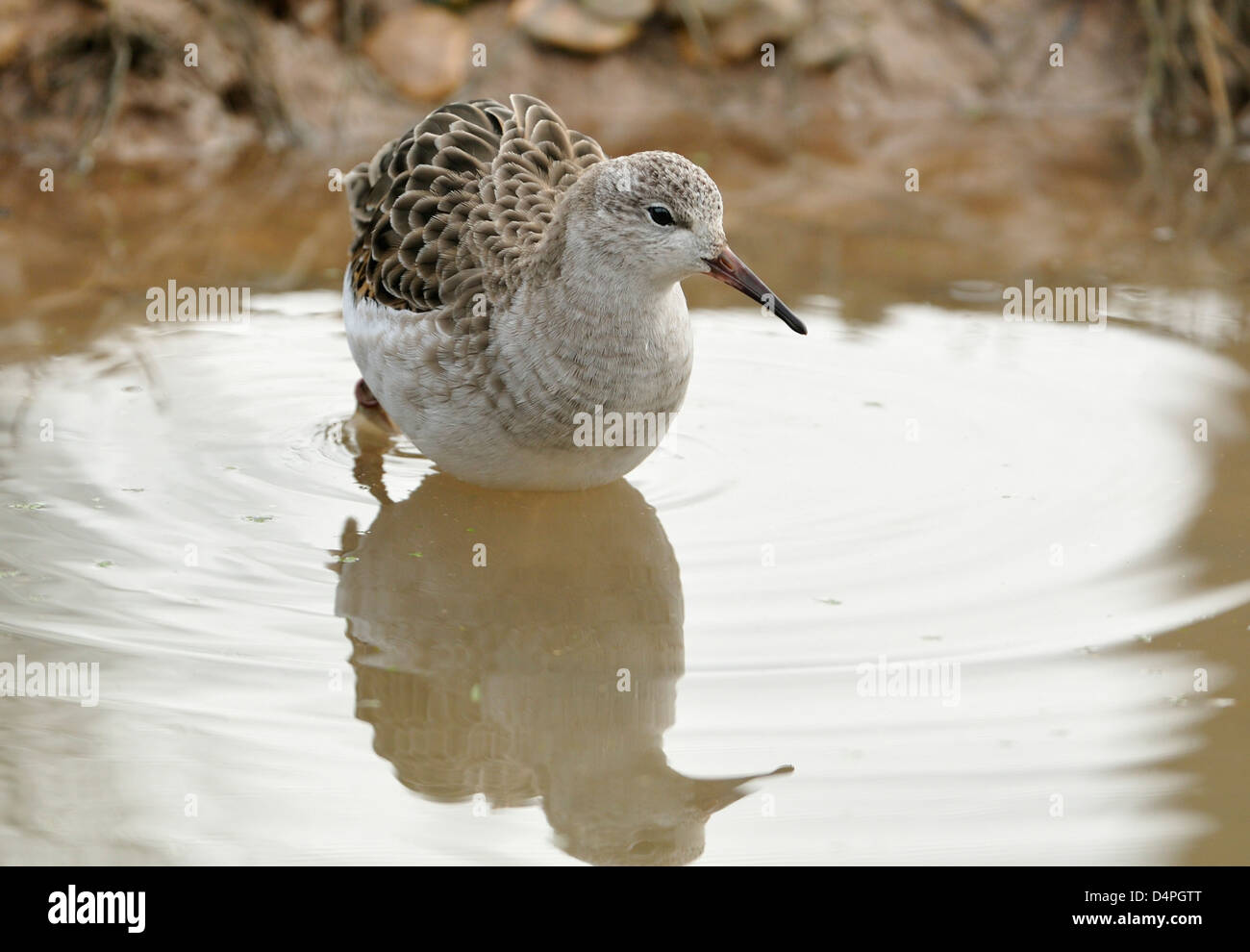 Ruff - Philomachus pugnax Wader bird with reflection Stock Photo - Alamy