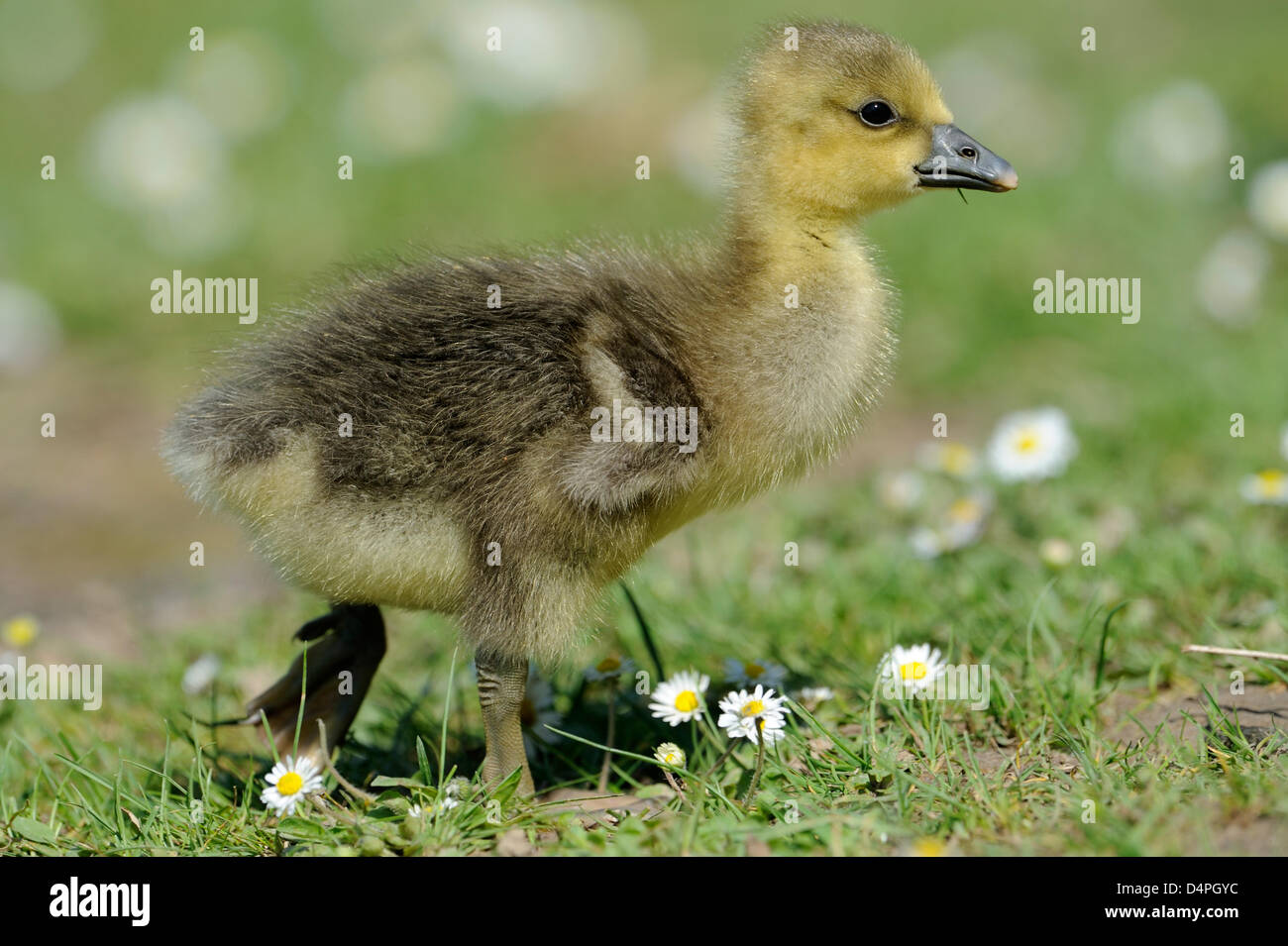 A grey goose chick (Lat. anser anser) walks on a meadow in Germany, 20 ...