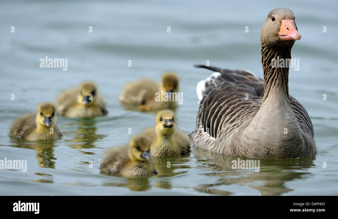 A grey goose with chicks (Lat. anser anser) pictured on the water in ...