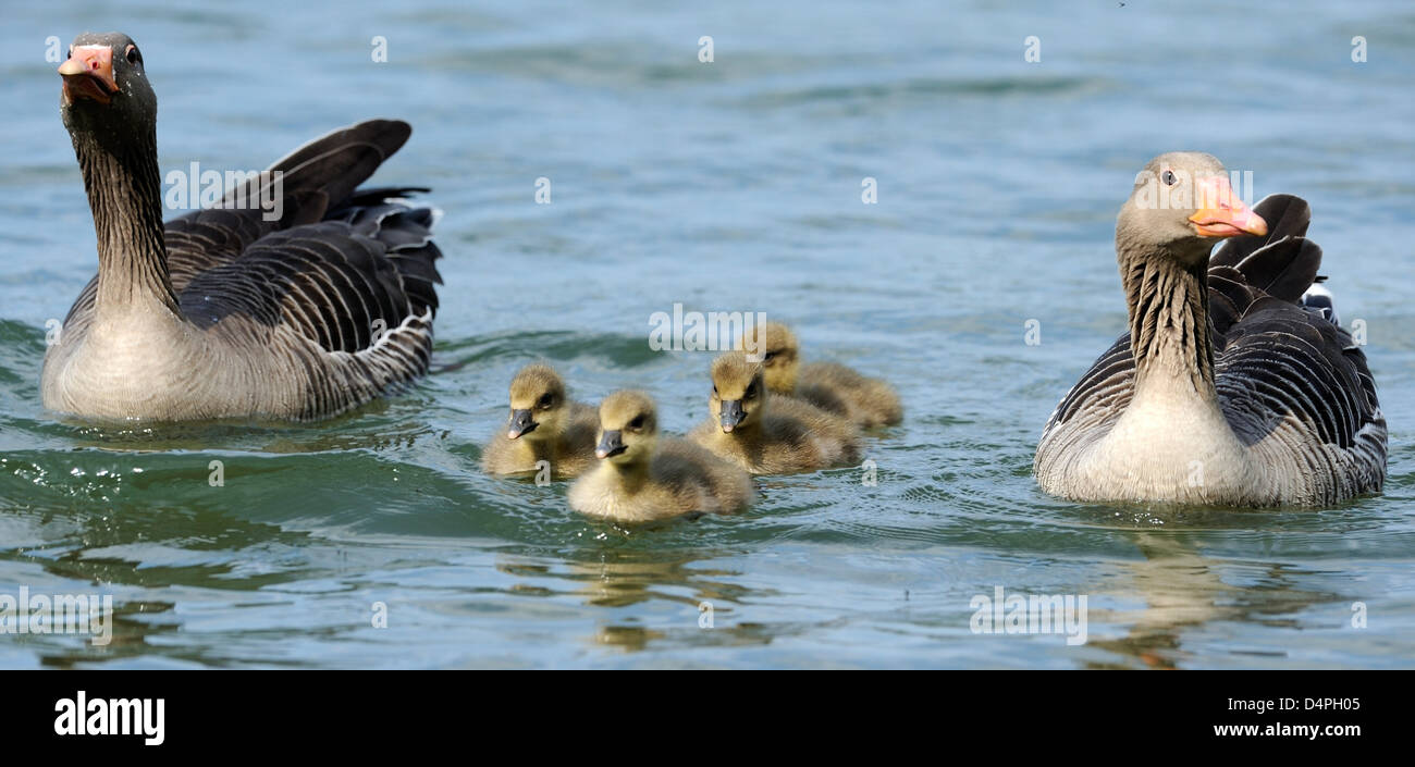 Grey geese with chicks (Lat. anser anser) pictured on the water in ...