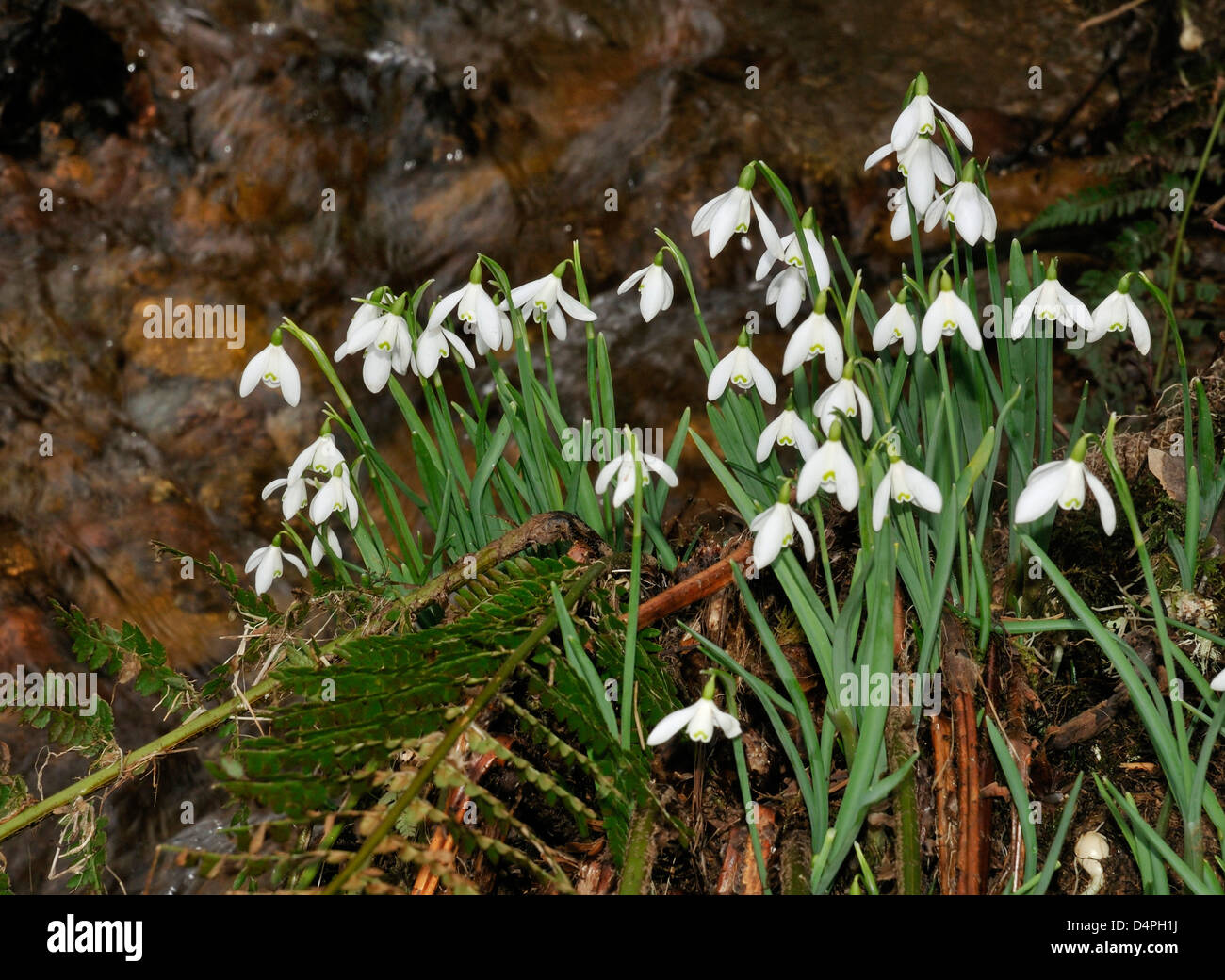 Landscape white snowdrops galanthus hi-res stock photography and images ...