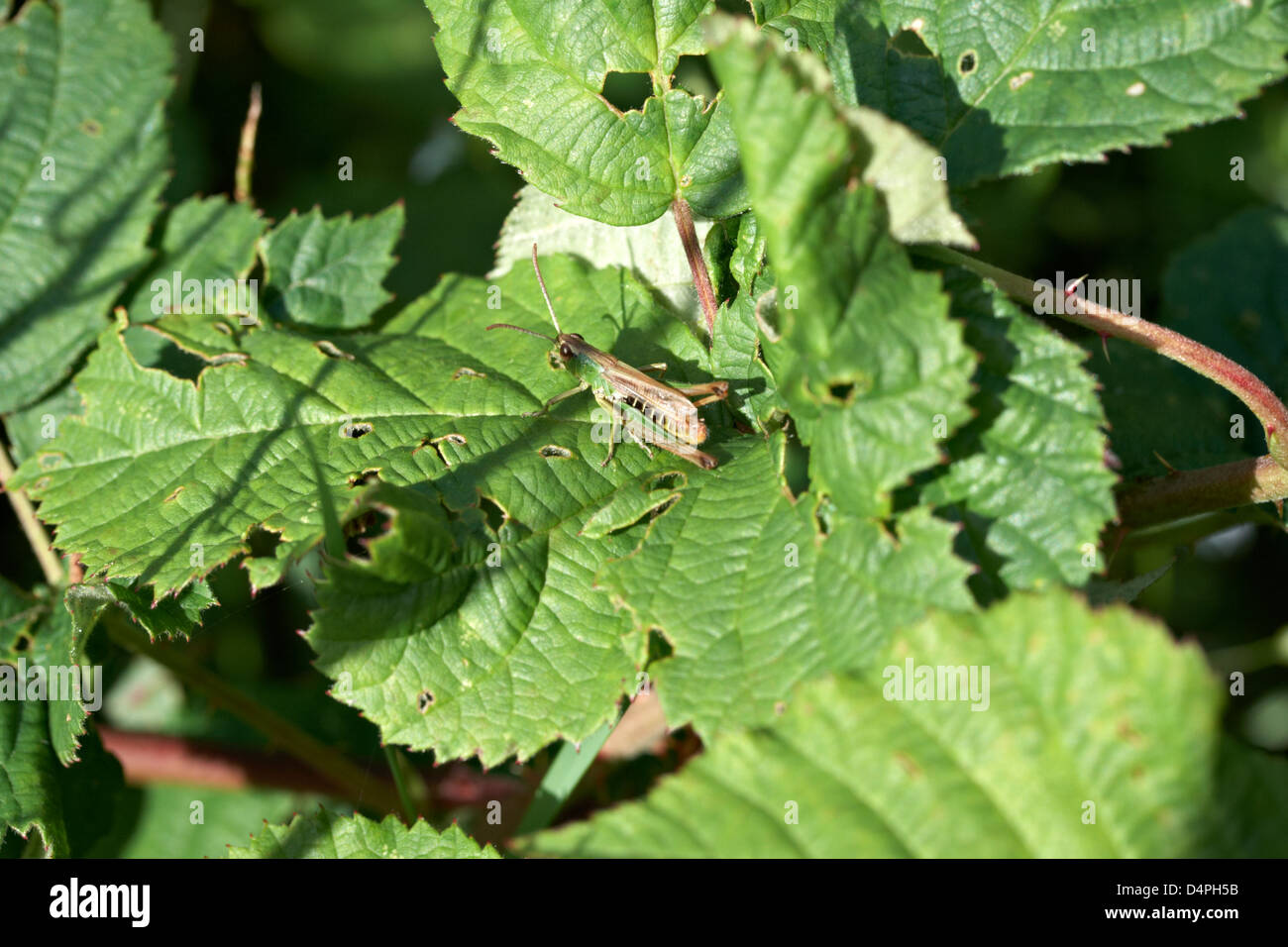 INSECTS UK GARDEN Stock Photo - Alamy