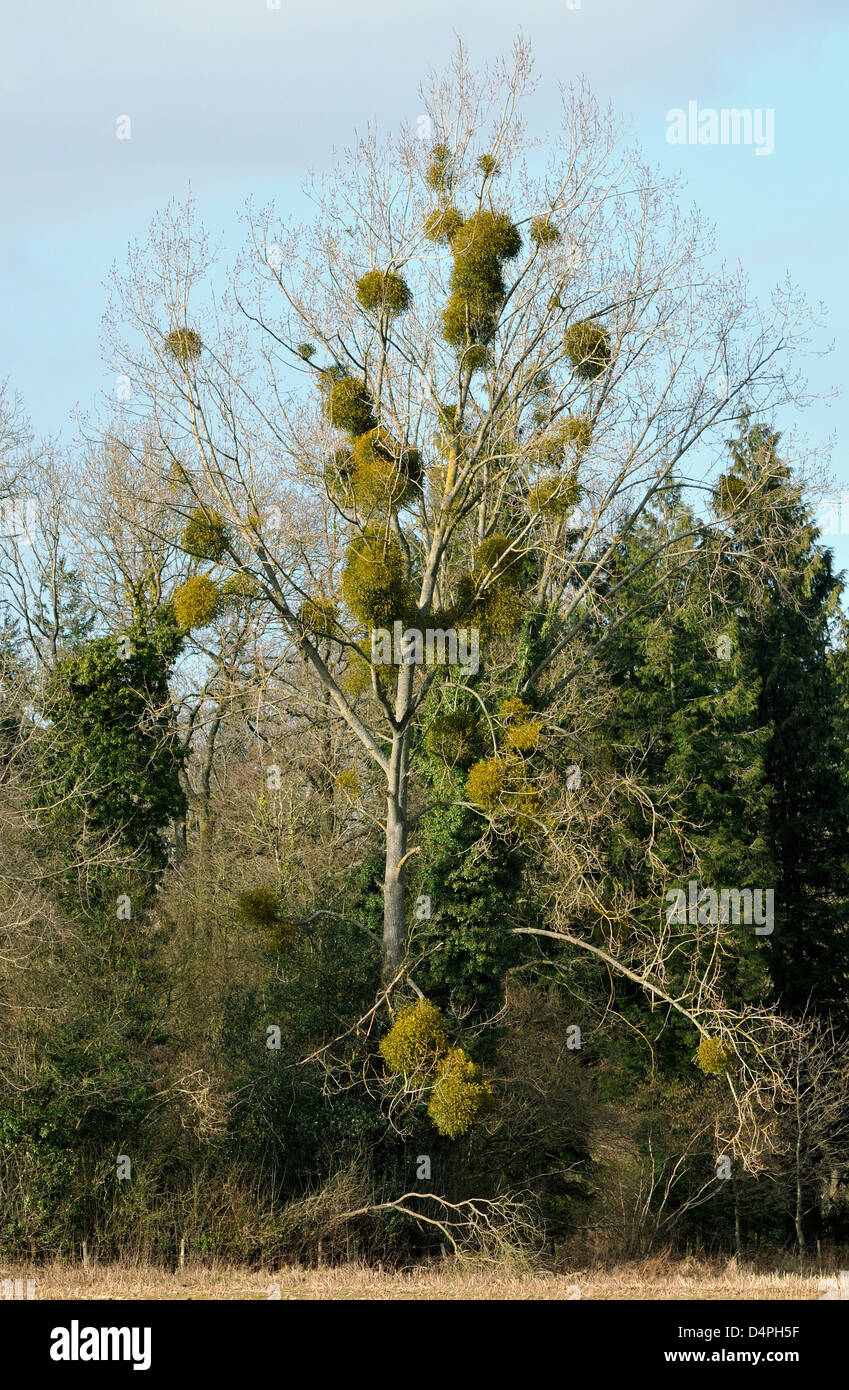 Mistletoe winter tree hi-res stock photography and images - Alamy