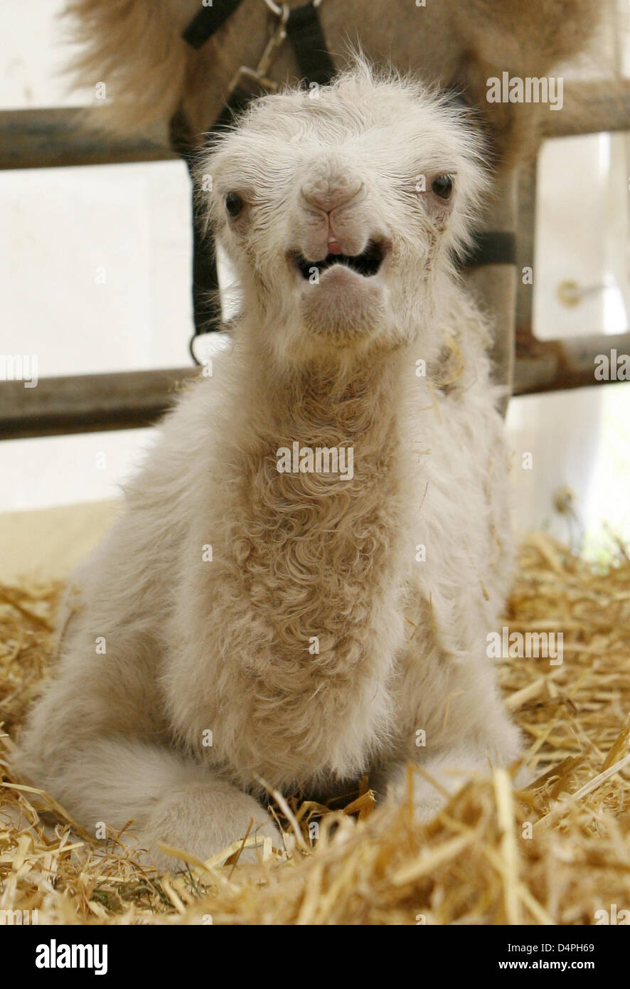 White new-born camel ?Michael Jackson? at Circus Barelli in Nuremberg ...