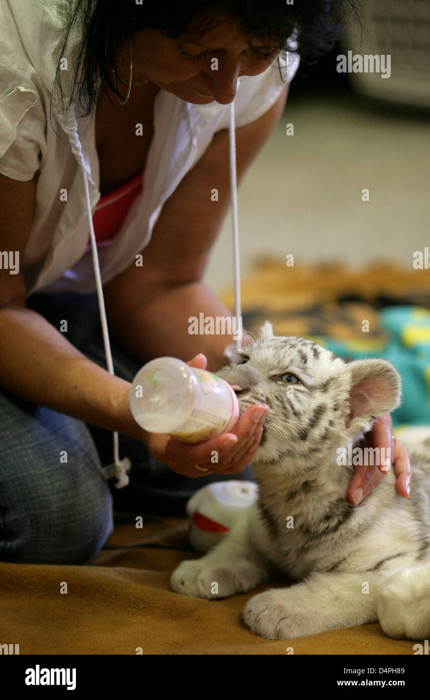 A female white tiger cub is bottle-fed at the zoo in Aschersleben ...