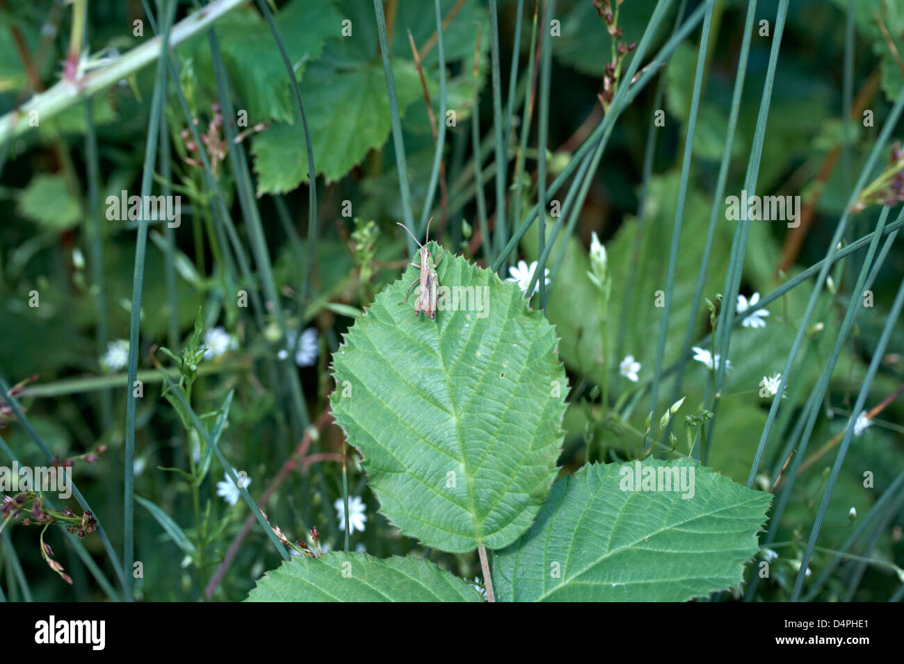 INSECTS UK GARDEN Stock Photo - Alamy