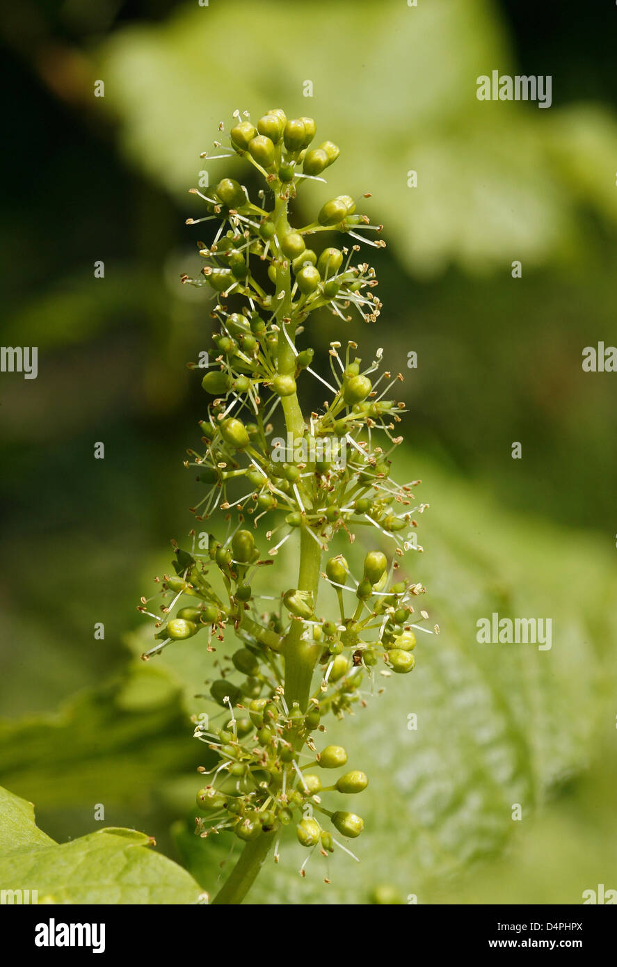 An inflorescence pictured on a vineyard in Volkach, Germany, 13 June ...