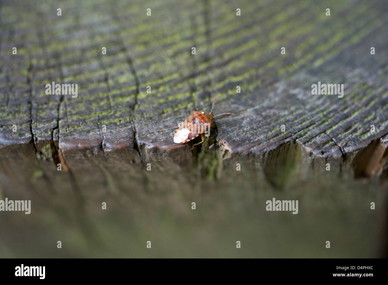 INSECTS UK GARDEN Stock Photo - Alamy