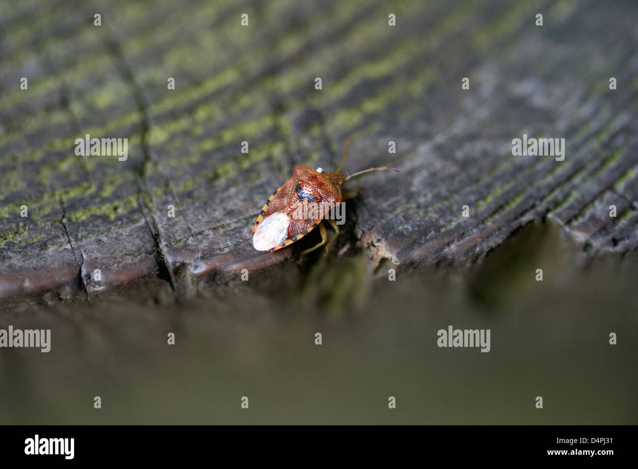 INSECTS UK GARDEN Stock Photo - Alamy