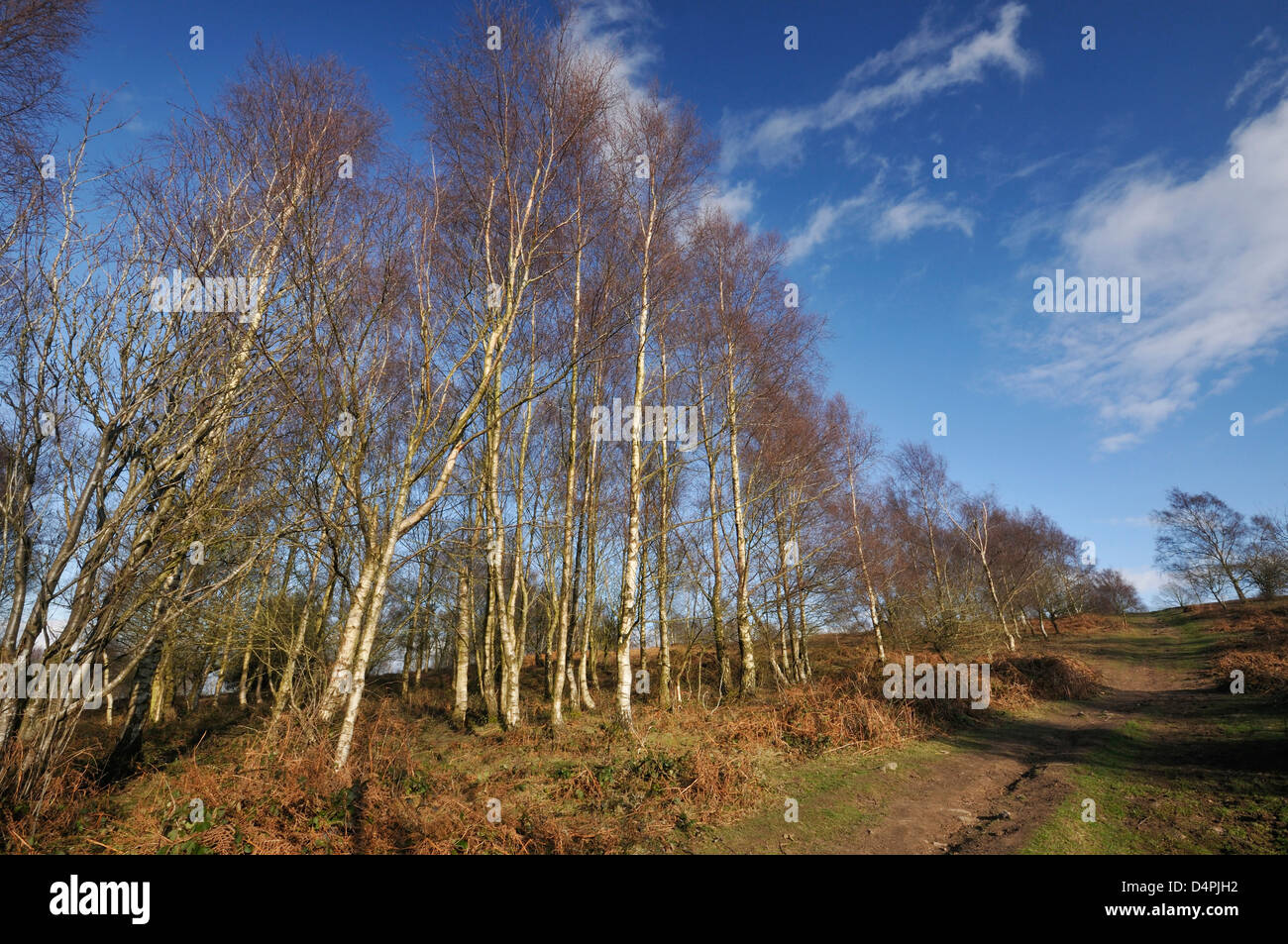 Silver Birch Trees on May Hill - Betula pendula Stock Photo - Alamy