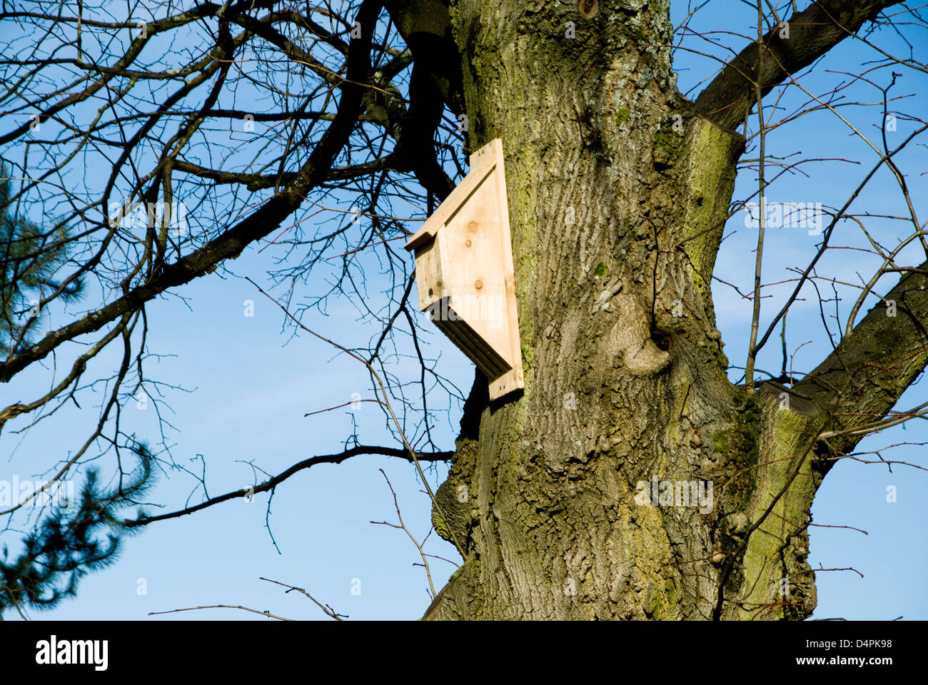 bat box on tree bute park cardiff Stock Photo - Alamy
