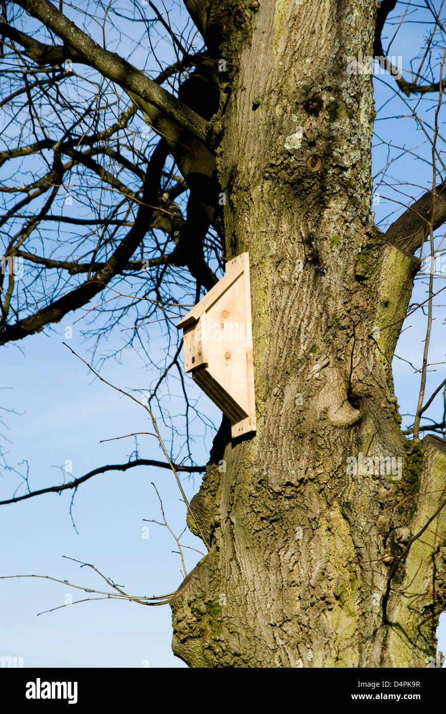 bat box on tree bute park cardiff Stock Photo - Alamy