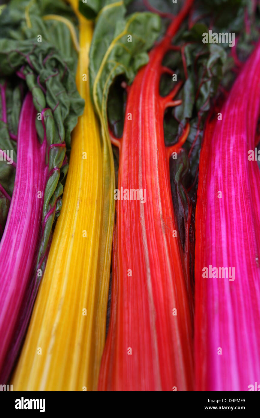 Freshly harvested mangle shines in bright shades of red and yellowin ...