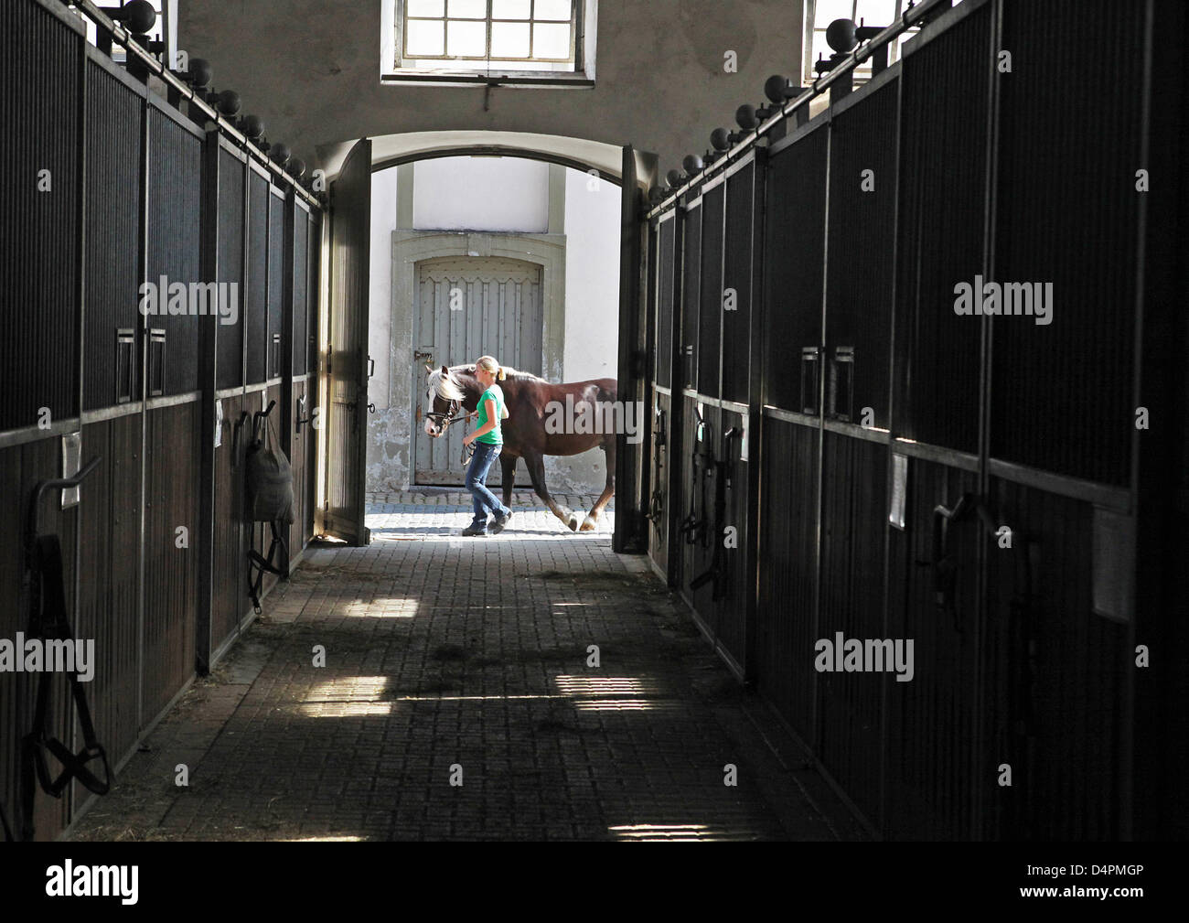 A young woman leads a horse through the stables of Hesse?s State Stud ...