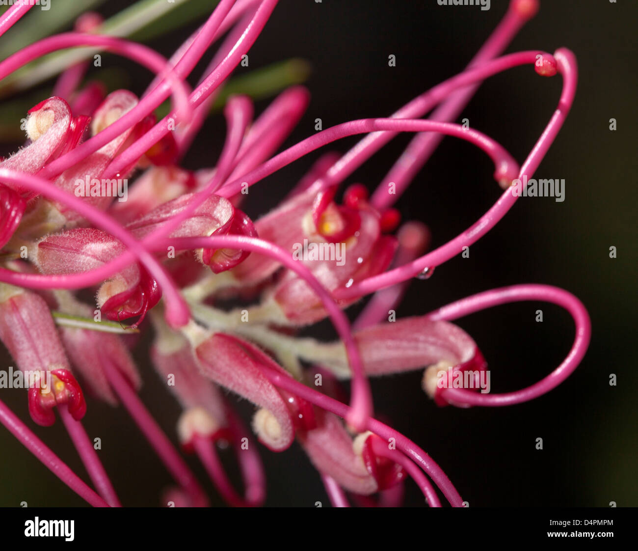 Macro image of complex red / pink flower of Grevillea cultivar ...