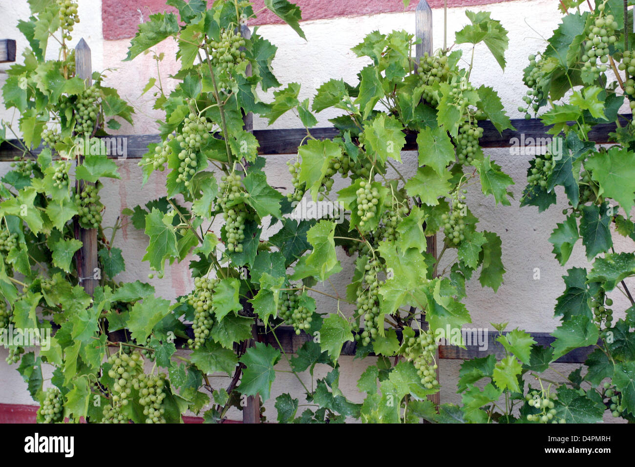 Trailing grape-vines on the palace in Trebsen, Germany, 5 August 2009 ...