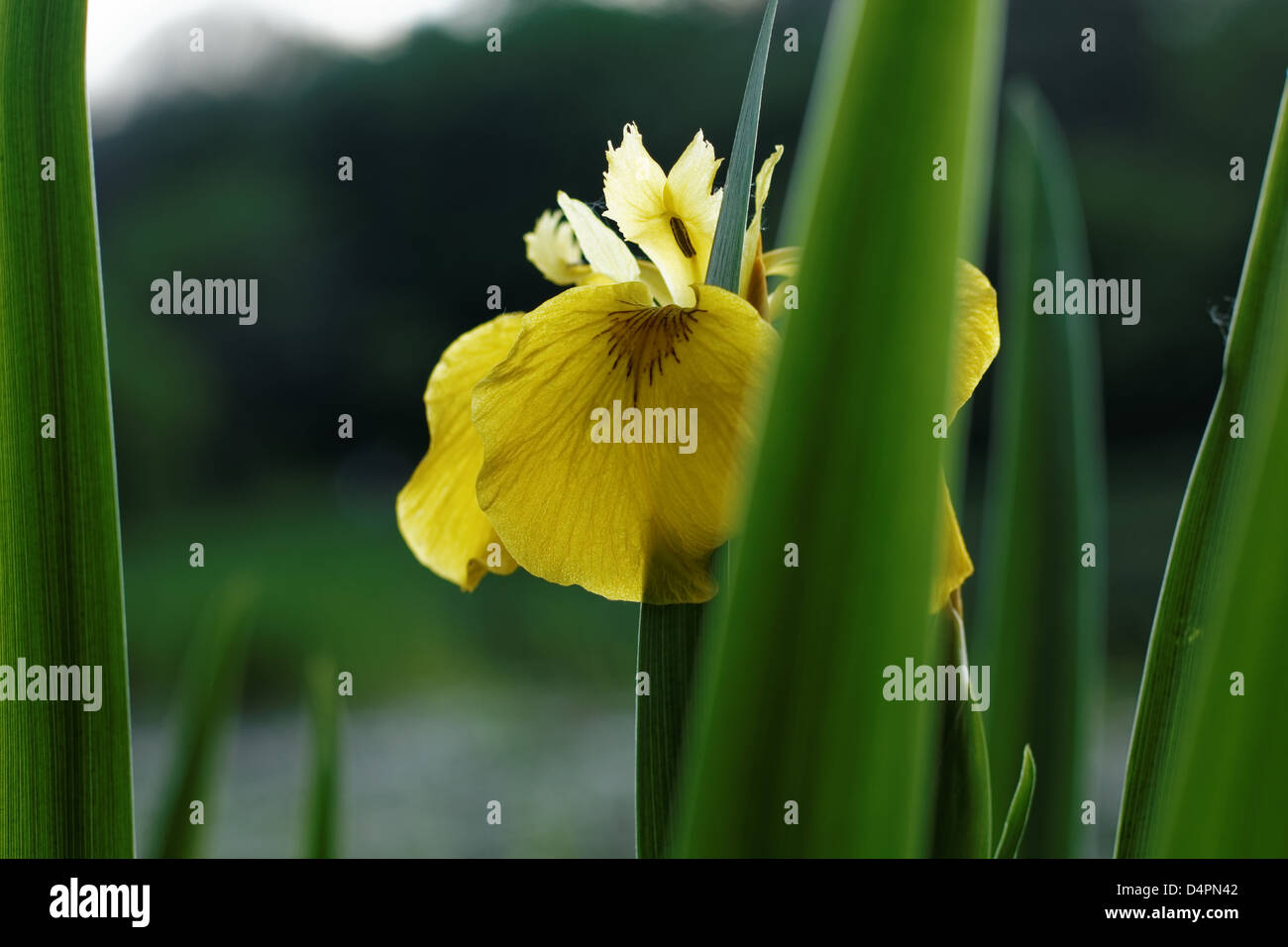 Iris de color hi-res stock photography and images - Alamy