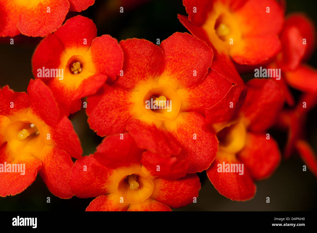 Close up of cluster of bright orange flowers of Rondeletia odorata - a ...