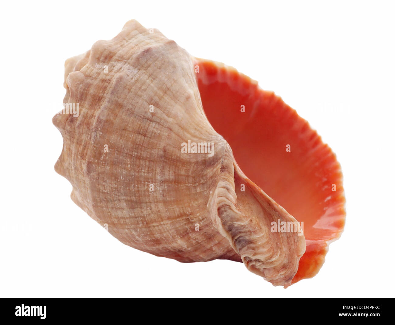 sea shell isolated on white Stock Photo - Alamy