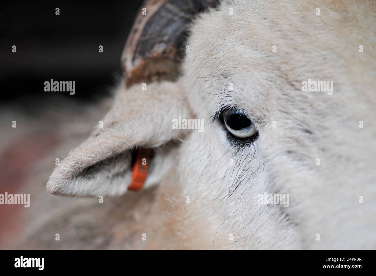 Close up of a Herdwick ram at annual tup sale held at Broughton in ...