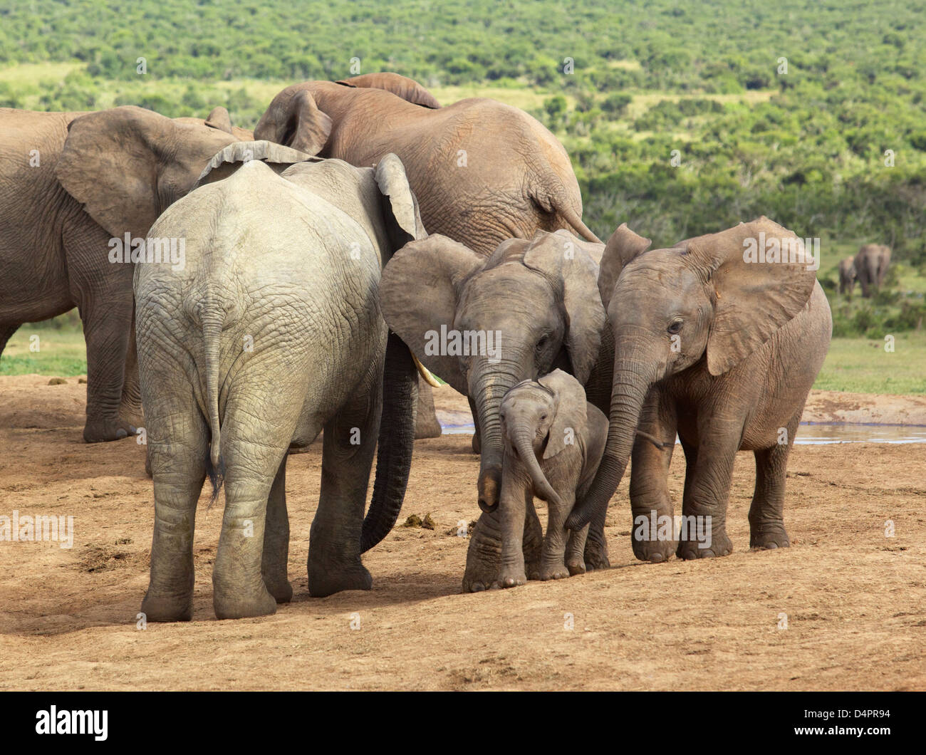 Two young elephants guide a baby elephant to safety at a waterhole in ...