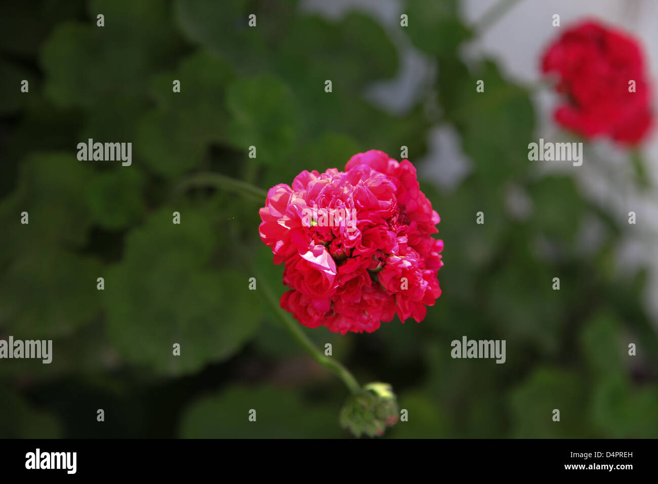 Mediterranean flower nature hi-res stock photography and images - Alamy