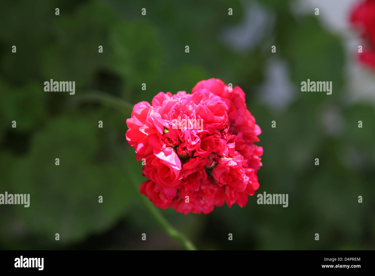 Mediterranean flower nature hi-res stock photography and images - Alamy