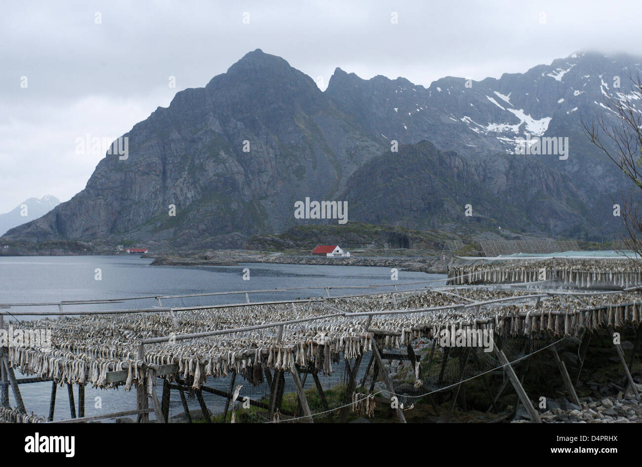 Dried cod hangs to dry in Henningsvaer on Lofoten island, Norway, 20 ...