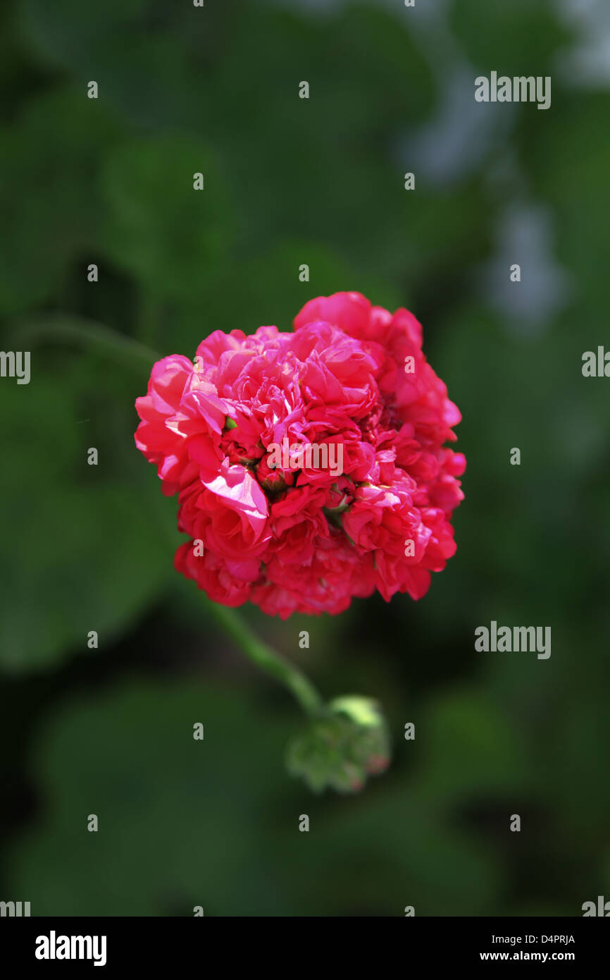 Mediterranean flower hi-res stock photography and images - Alamy