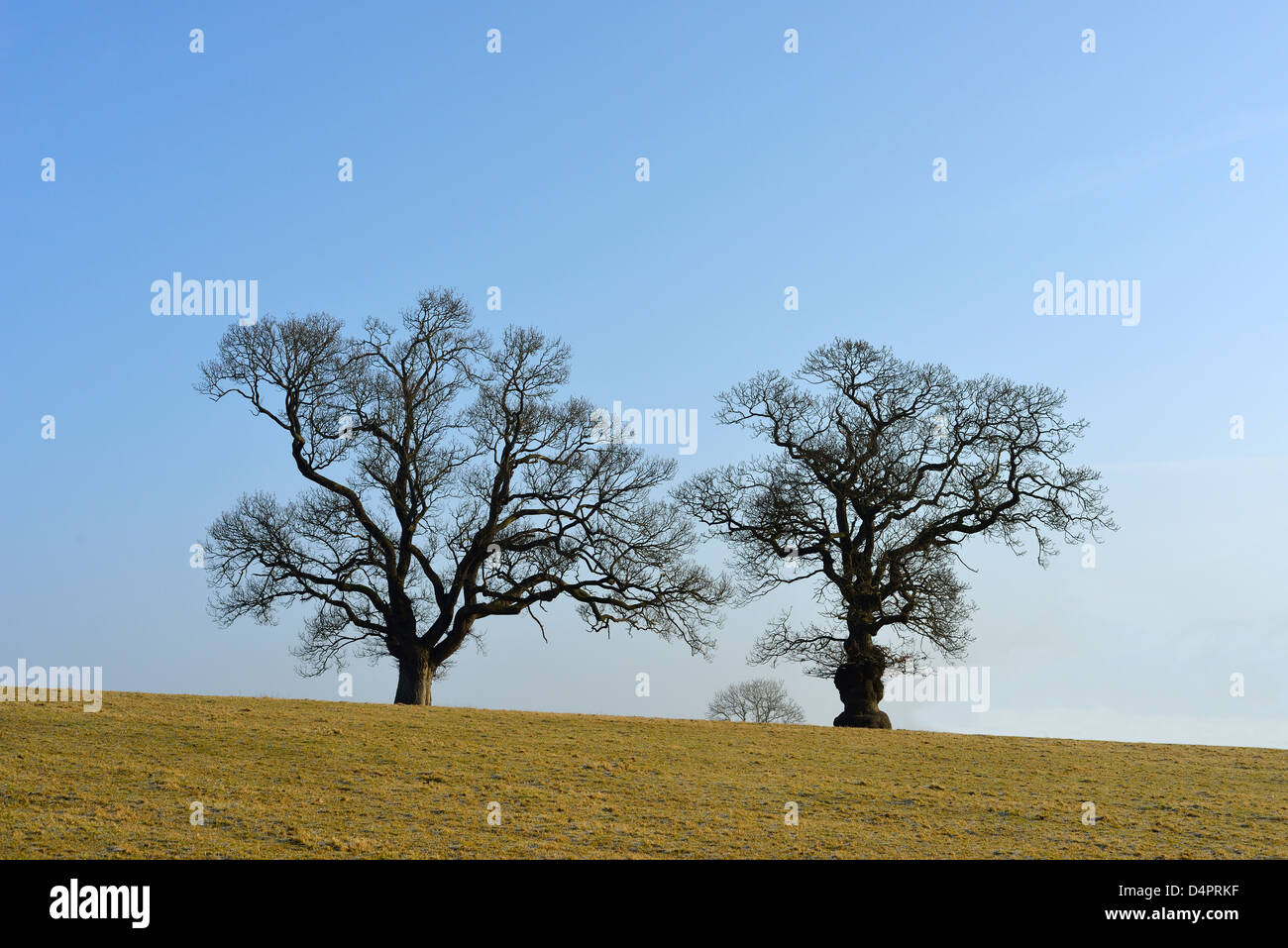 Old oak trees in winter. Cumbria, England, United Kingdom, Europe Stock ...