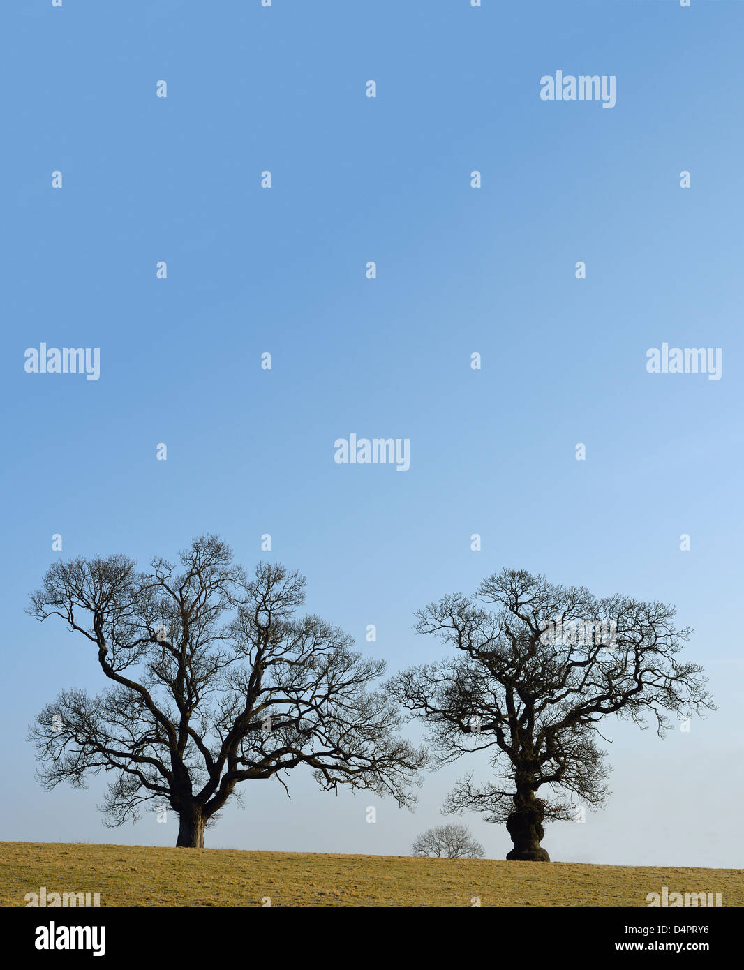 Old oak trees in winter. Cumbria, England, United Kingdom, Europe Stock ...