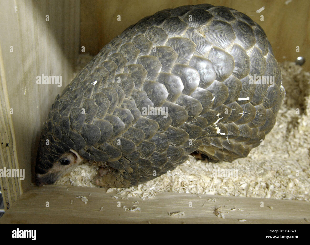 Quesan, the only living female pangolin in Europe, in her quarantine ...