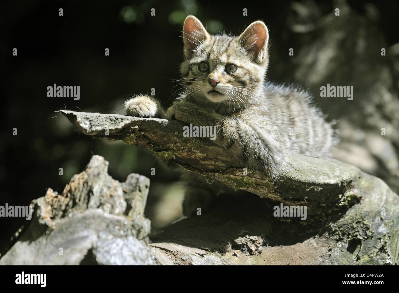 A young wildcat (lat.: Felis silvestris) watches its surroundings from ...