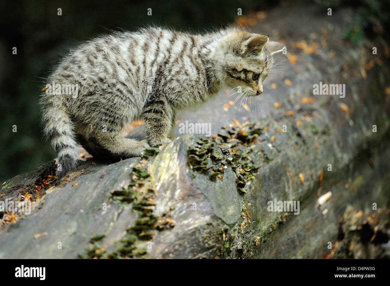 A young wildcat (lat.: Felis silvestris) on the couch on a tree trunk ...