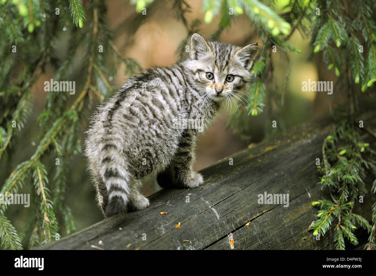 A young wildcat (lat.: Felis silvestris) on the couch in its outdoor ...