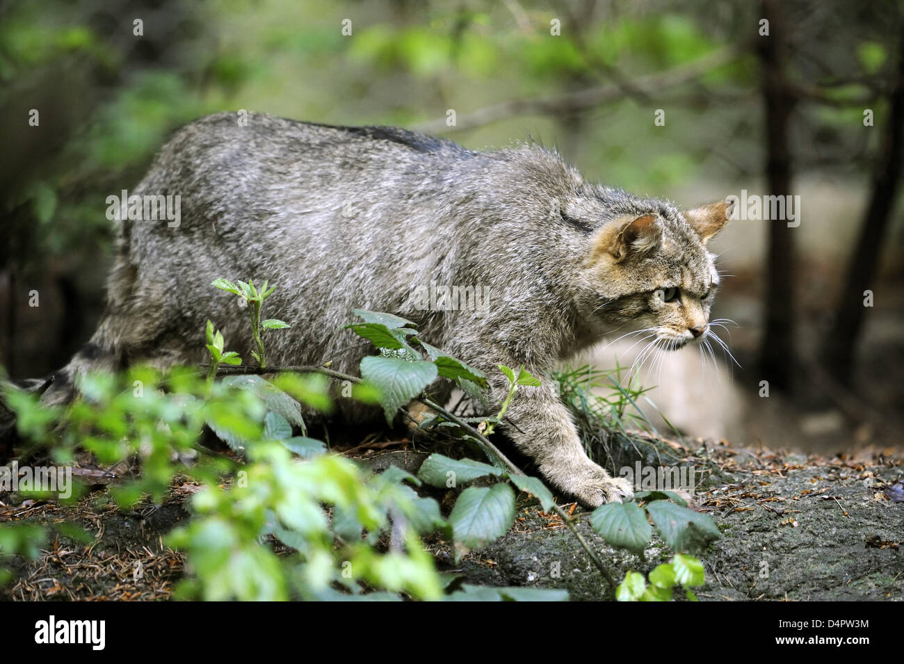 A wildcat (lat.: Felis silvestris) on the couch in its outdoor ...