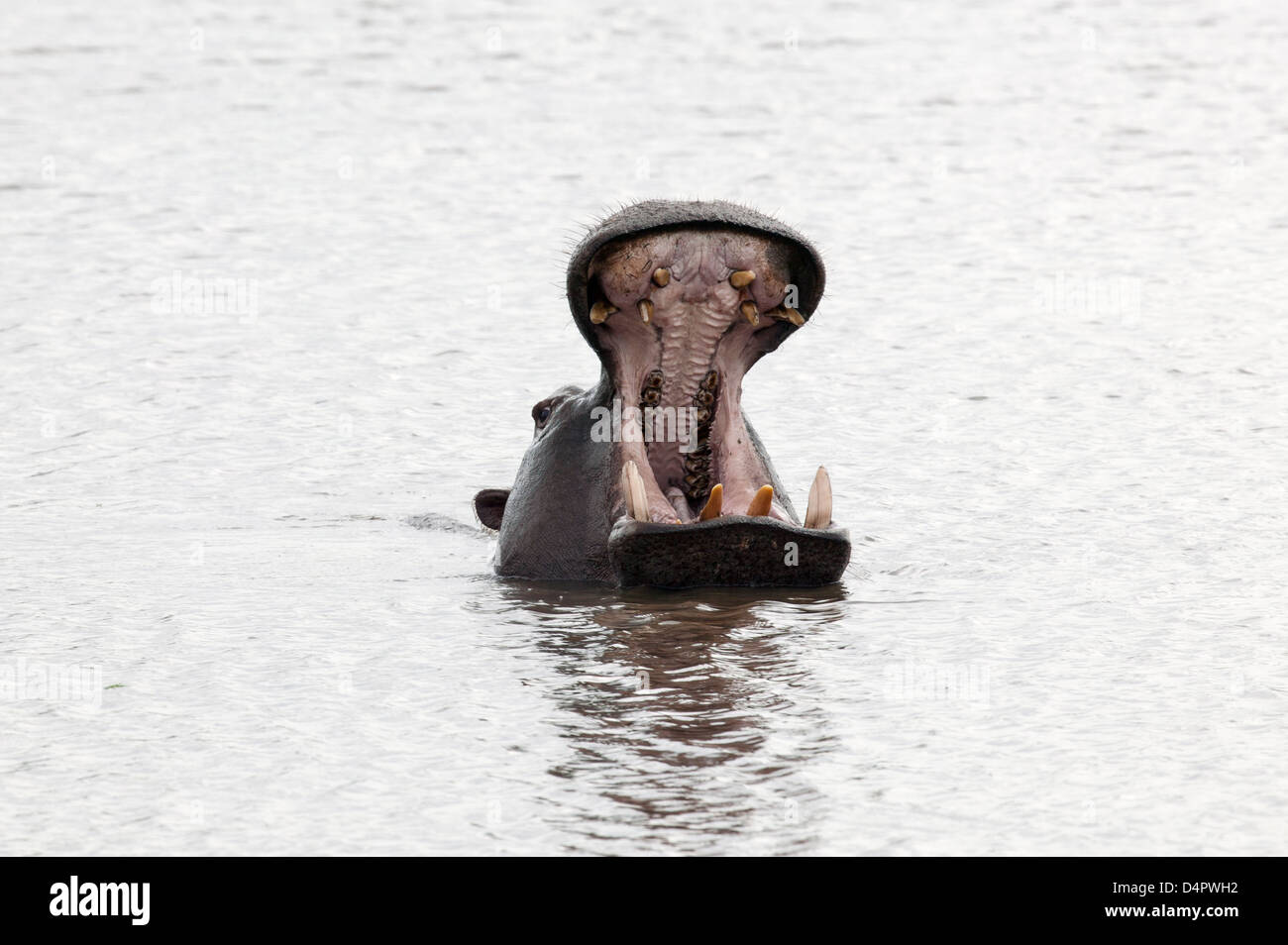 Close up Hippopotamus amphibius head up jaws wide open showing the ...