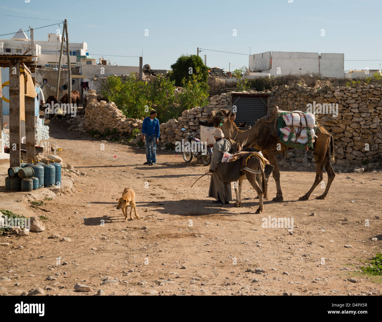 Camel dog hi-res stock photography and images - Alamy