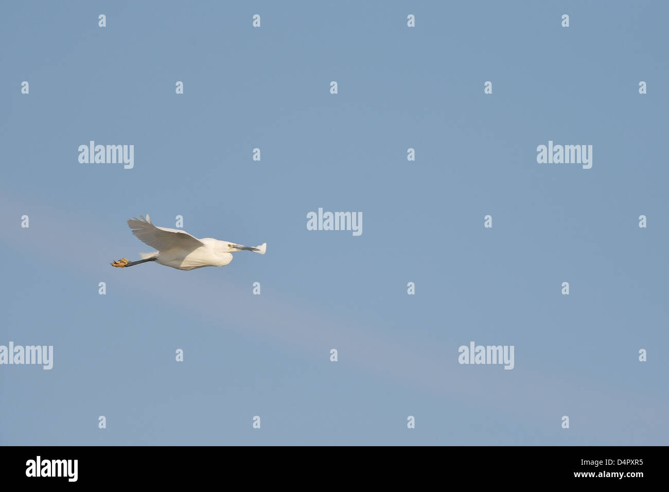 Little egret (Egretta garzetta - Ardea garzetta) in flight Camargue ...