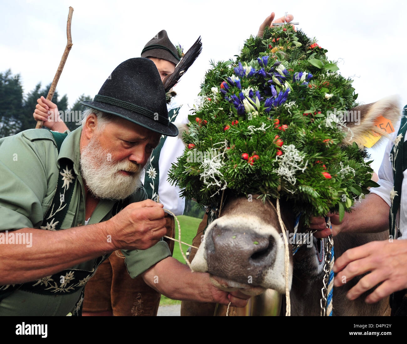 Franz Meisburger decorates a cow wth colourful flowers in Oberstaufen ...