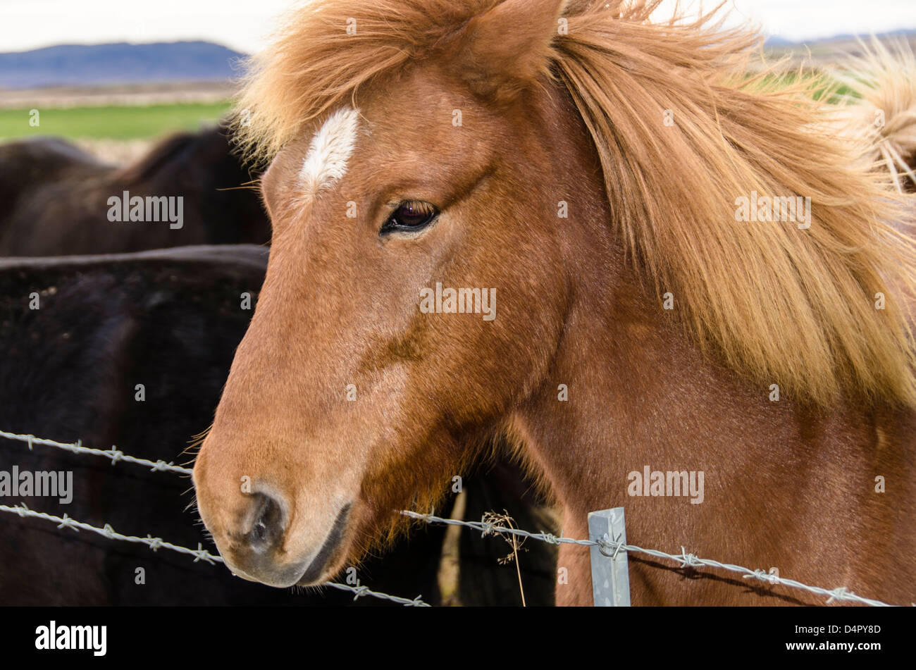 Icelandic resource hi-res stock photography and images - Alamy