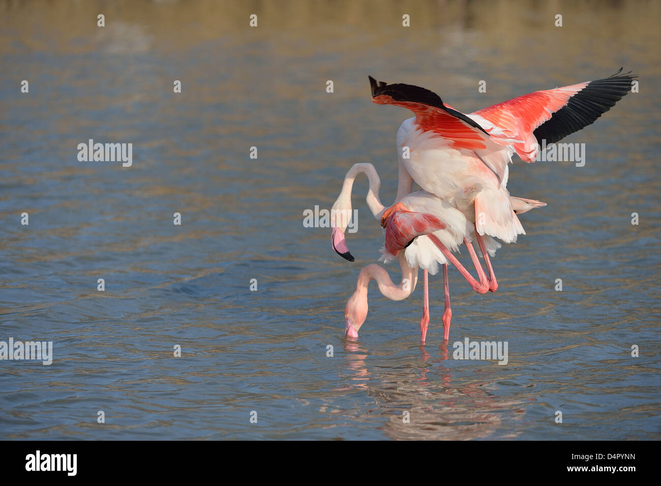 Greater Flamingo (Phoenicopterus roseus - Phoenicopterus ruber roseus ...