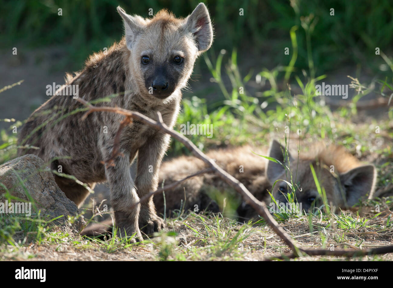 Two young Spotted hyena Crocuta crocuta one laying down resting the ...