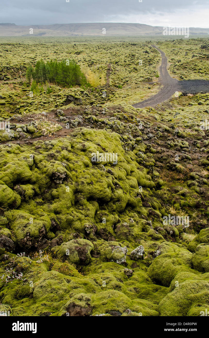 East iceland moss hi-res stock photography and images - Alamy