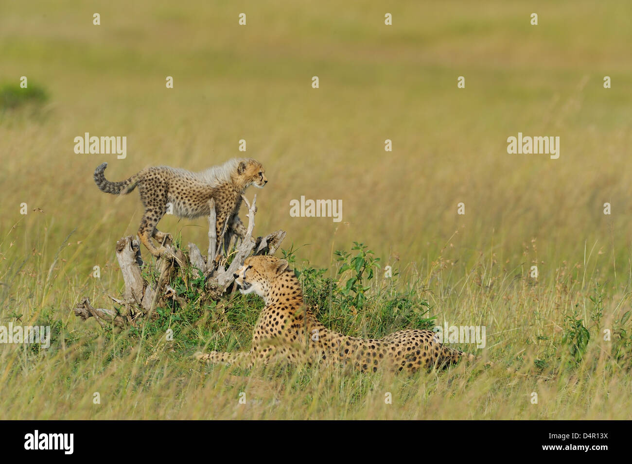 Cheetah mother cubs play in hi-res stock photography and images - Alamy